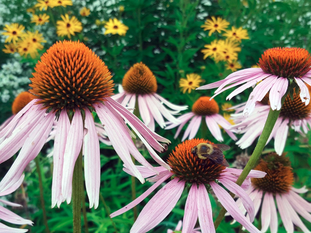 Pollinators – POLLINATOR LAB