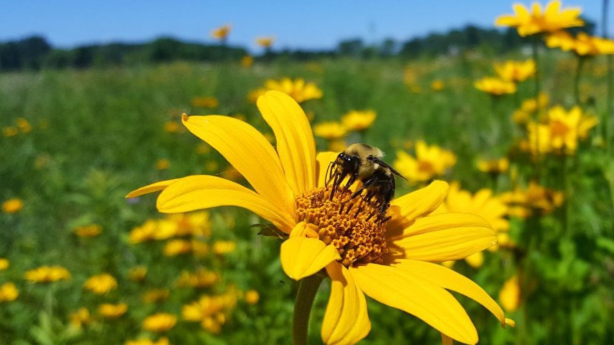 Research – POLLINATOR LAB